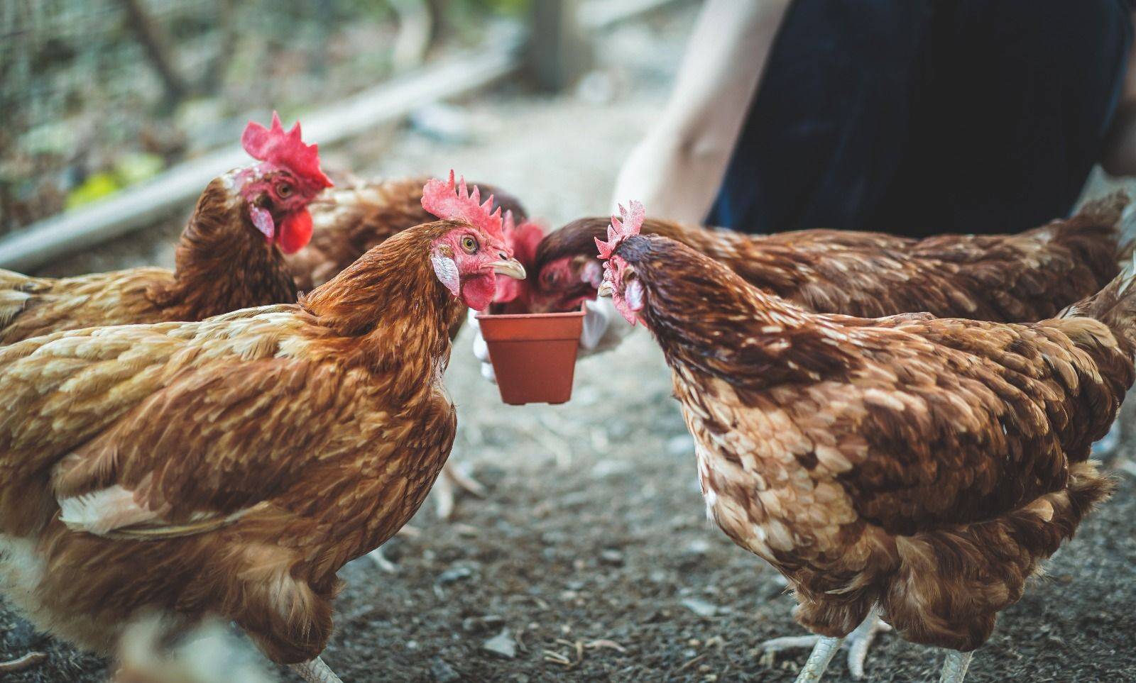 SENASA prohíbe la venta de aves vivas | Chacabuco en Red