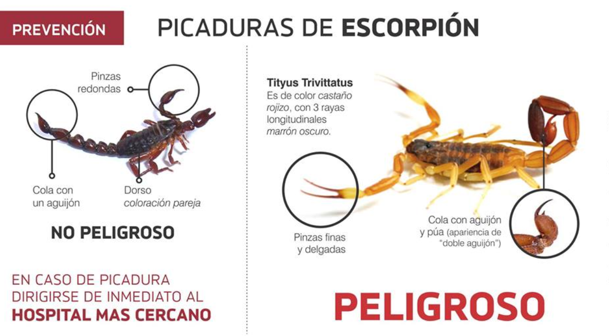 Preocupación por la aparición de un Alacrán peligroso | Chacabuco en Red